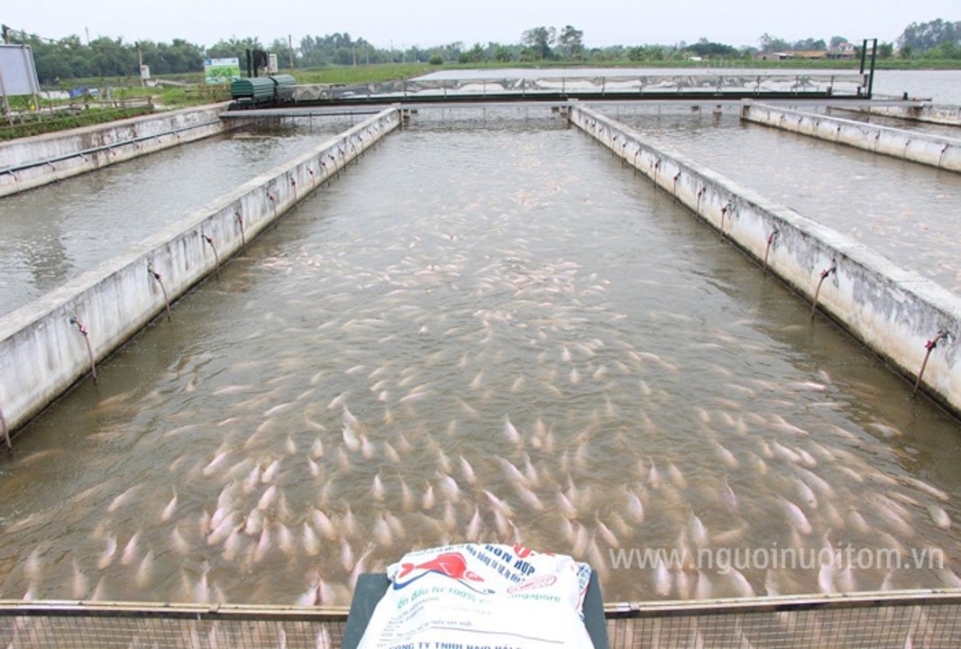 Tiem Nang Nuoi Trong Thuy San Cua Mien Ta Y Cheap Sale | emergencydentistry.com