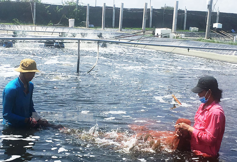 Mô hình nuôi tôm ứng dụng công nghệ cao ở huyện Bình Đại - Khoa Thủy sản