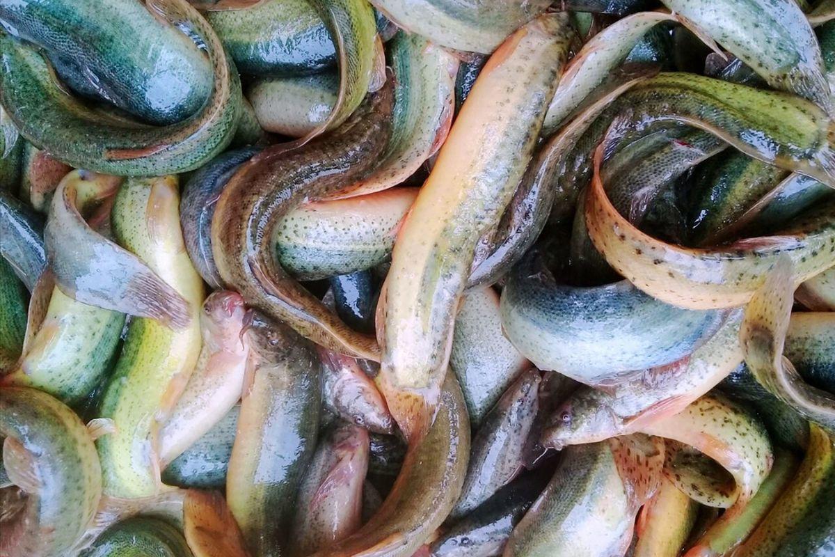Nuôi cá chạch lấu mang lại giá trị kinh tế cao - Khoa Thủy sản